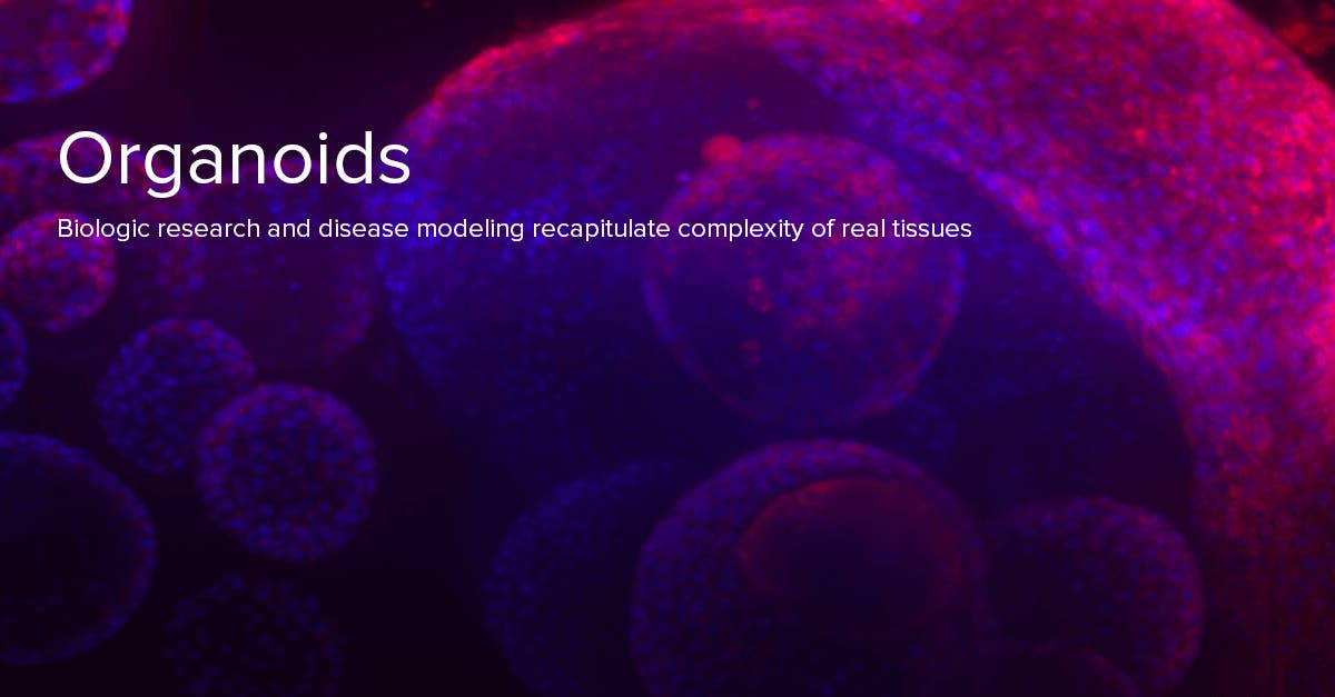 Organoids, 3D Organoid Research | Molecular Devices
