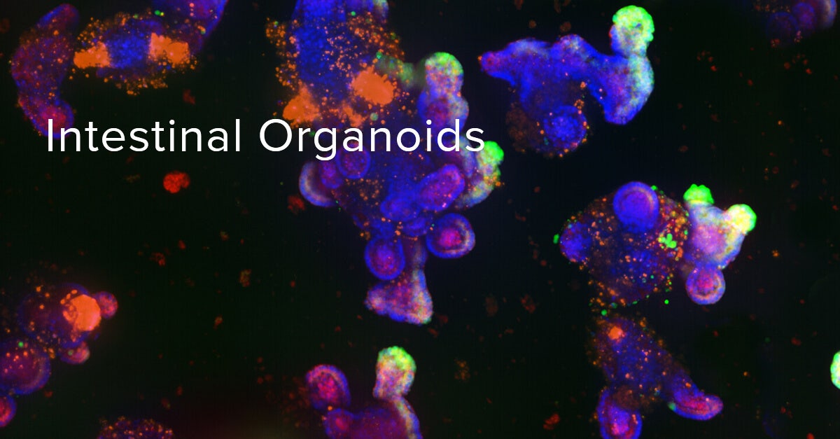 Intestinal Organoids, 3D Microtissue Models | Molecular Devices