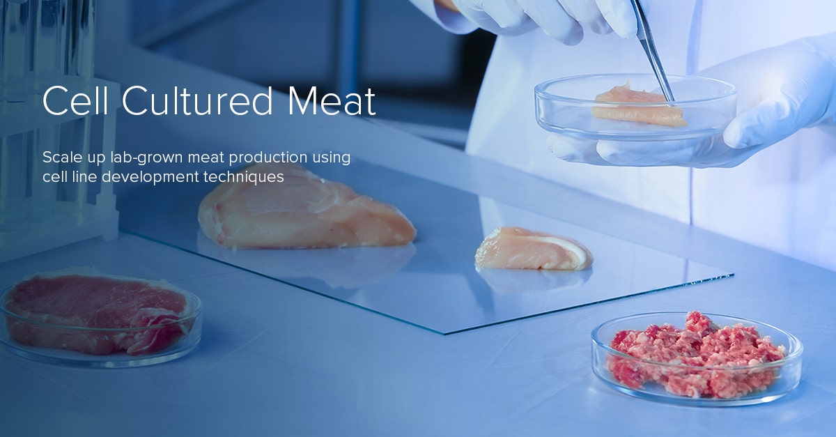 What is Cell Cultured Meat, Cultivated and Meat | Molecular Devices