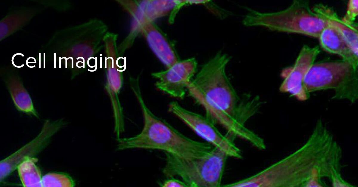 Cell Imaging, Cellular Imaging Analysis, Cardiomyocytes