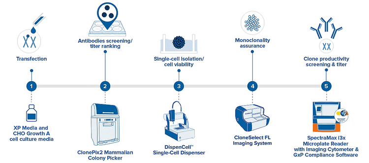 Cell Line Development, Single Cell Sorting Cell Line Development, Single Cell Sorting