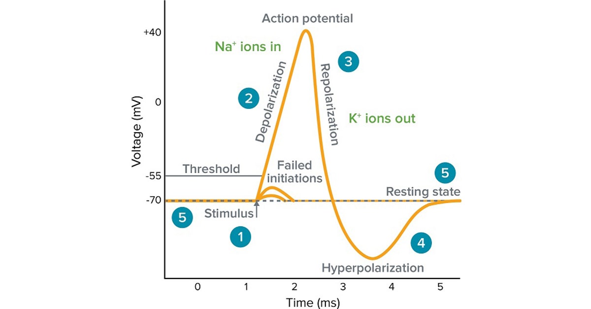 Neuron Depolarization Neuron Action Potential: Video, Causes,