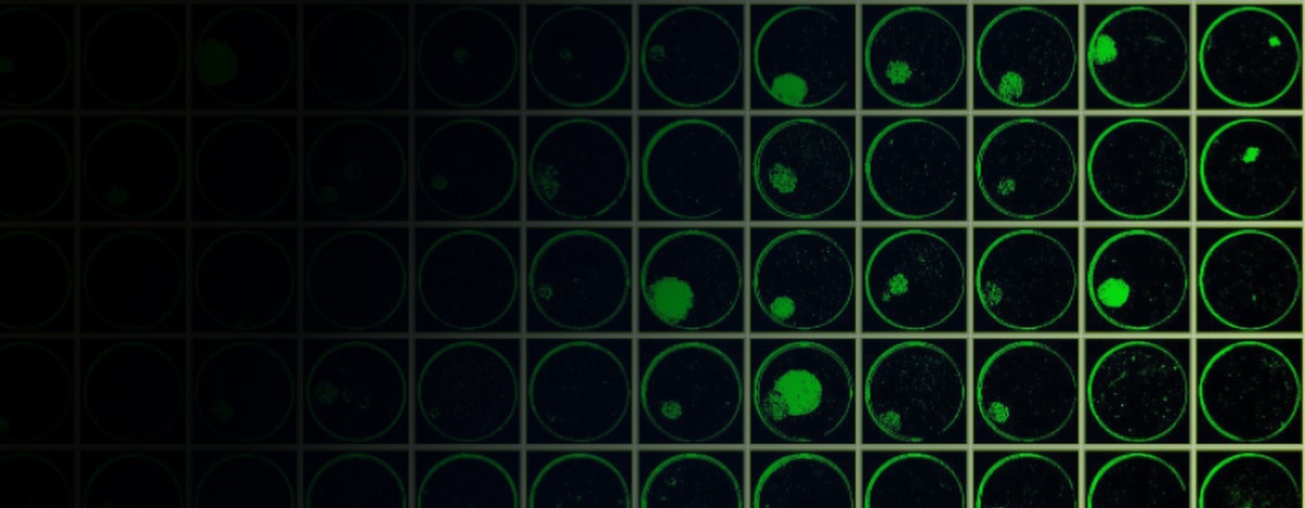 Single-cell dispensing and screening of cell lines for monoclonality ... Single-cell dispensing and screening of cell lines for monoclonality ...