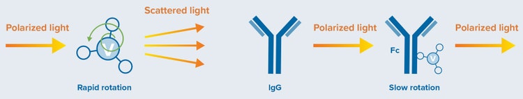 Rapid, high-throughput IgG quantification assay for cell line development