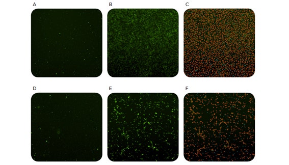 Cell Migration with FluoroBlok inserts on SpectraMax MiniMax Cytometer