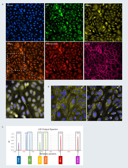 Improving the robustness of Cell Painting with a near-infrared label ...