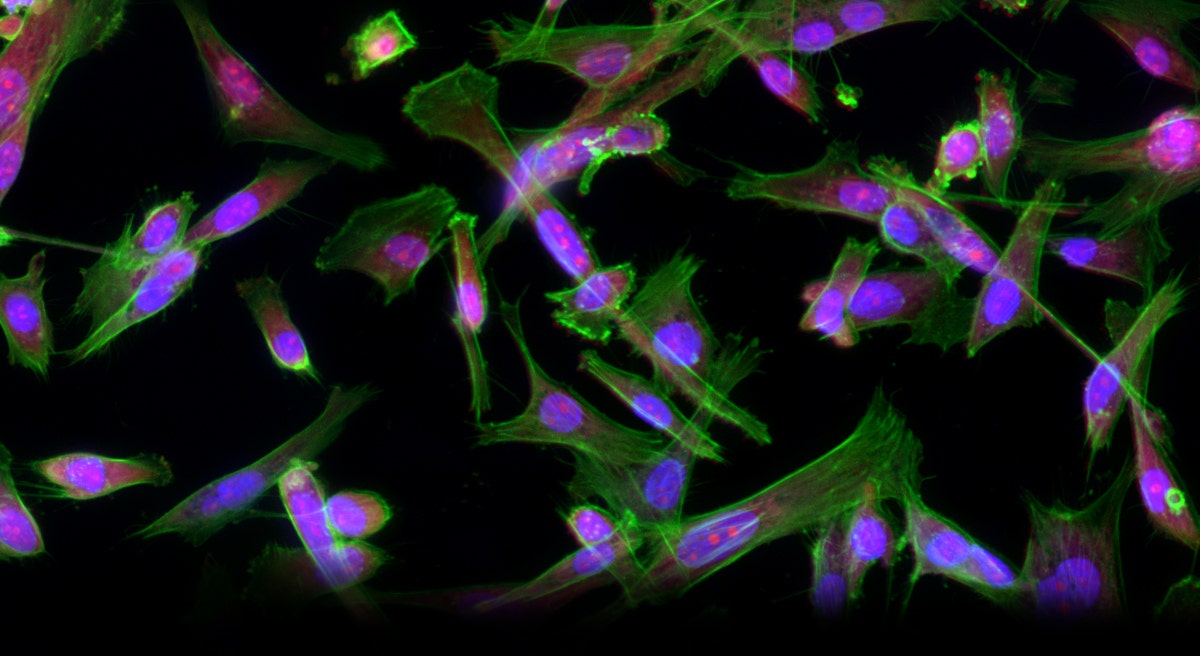 Cellular Imaging Insights