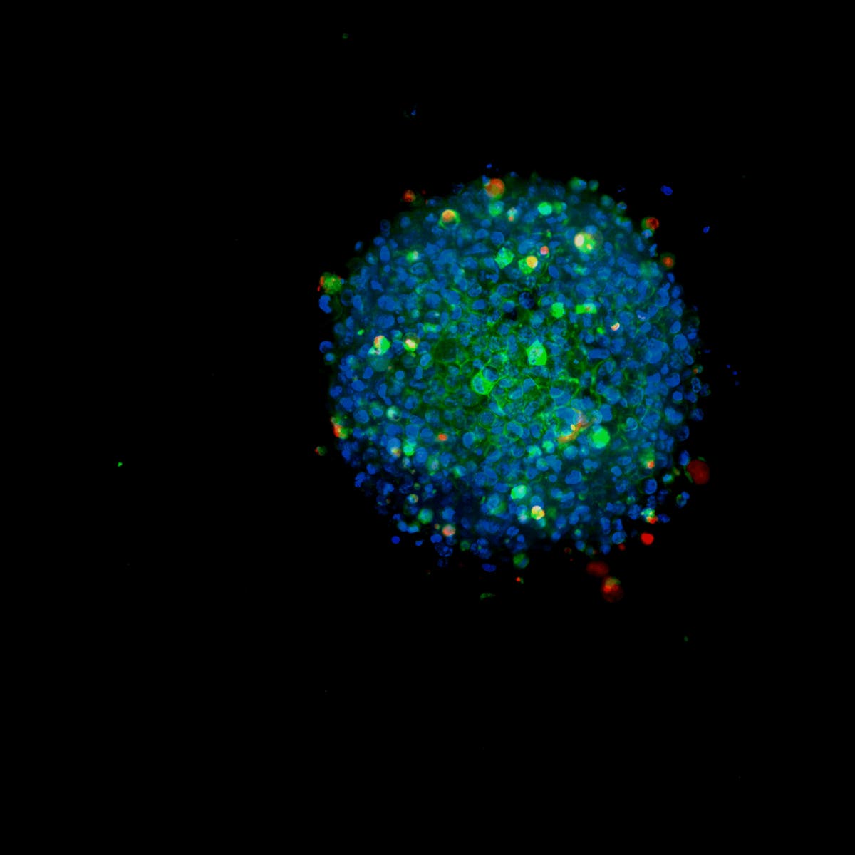 Acquire and Analyze 3D Cellular Images | Molecular Devices