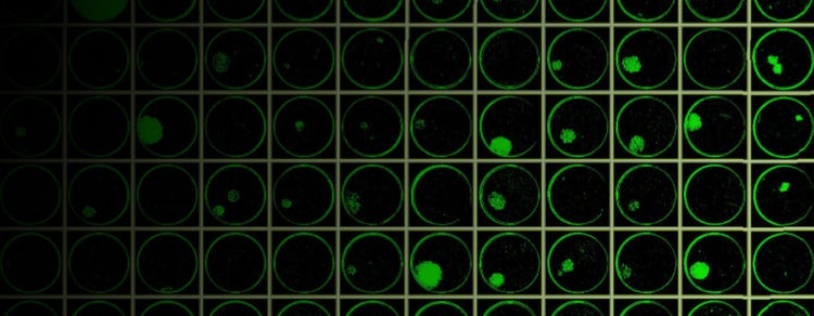 Single-cell dispensing and screening of cell lines for monoclonality ... Single-cell dispensing and screening of cell lines for monoclonality ...