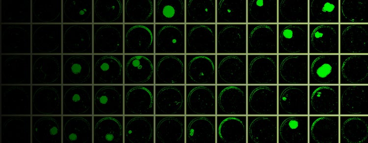Single-cell dispensing and screening of hiPSCs for monoclonality ... Single-cell dispensing and screening of hiPSCs for monoclonality ...