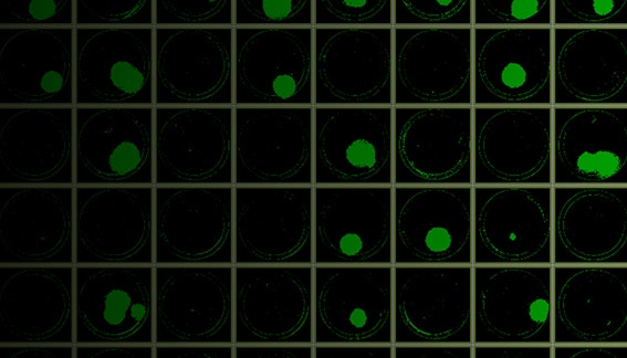 Single-cell dispensing and screening of cell lines for monoclonality ... Single-cell dispensing and screening of cell lines for monoclonality ...