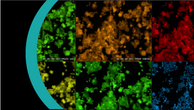 How to Calculate Relative Potency and Confidence Intervals | Molecular ...
