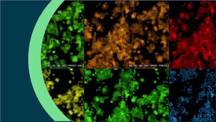 Action Potential Search in Clampfit 11 Software | Molecular Devices