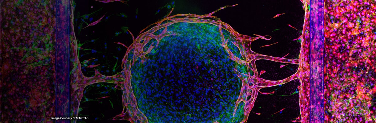 Developing Organ-on-a-chip Tissue Models for Drug Discovery
