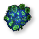 Enhance FRET-Based Assay with MetaMorph Software