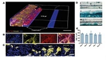 Get Started with 3D Human Tissue Models and Imaging
