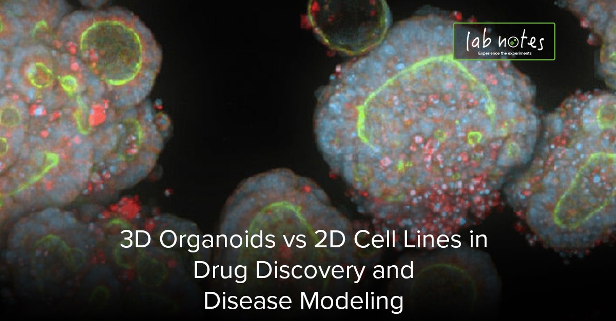 3D Organoids vs 2D Cell Lines in Drug Discovery & Disease Modeling