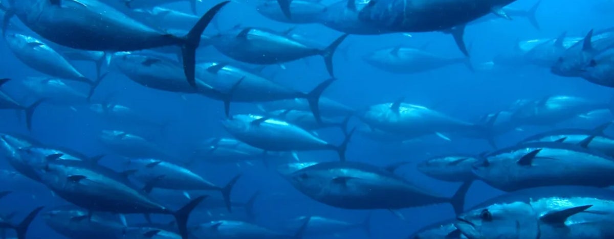 Cell Line Development is Transforming the Future of Seafood Production