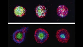3D Cell-Based Assays using Flowchip System and High-Content Imaging