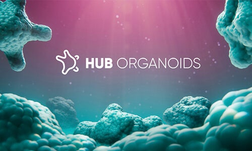 HUB Organoids to advance automated intestinal organoid screening technology