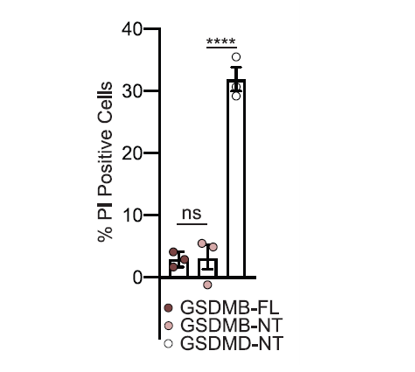 焦孔素B在炎症性肠道疾病中的新作用