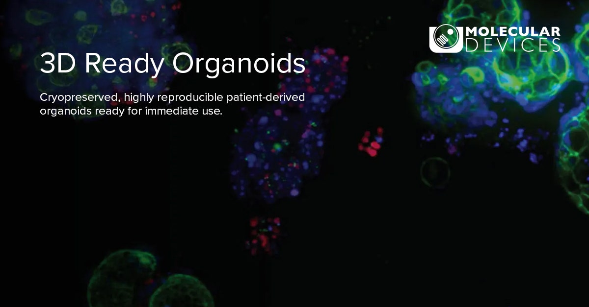 3D Ready Organoid