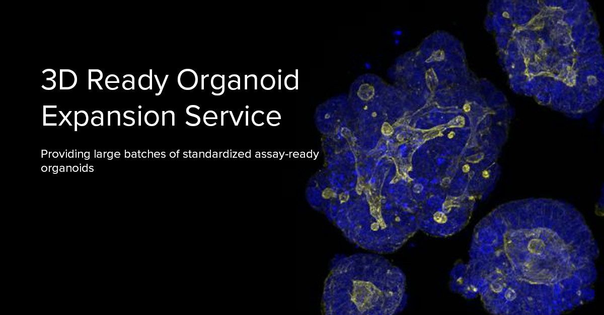 3D Ready Organoid Expansion Service
