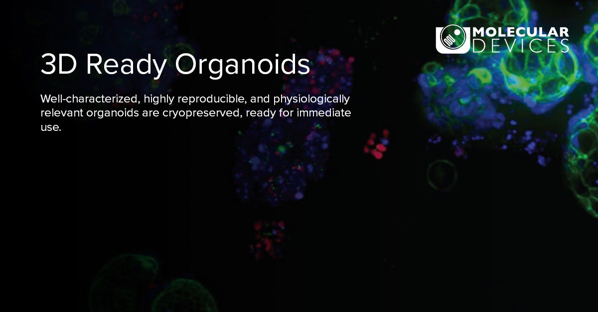 3D Ready Organoid