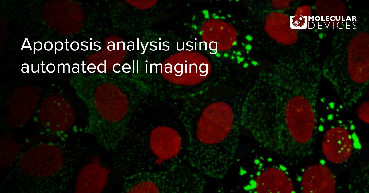 Apoptosis Analysis using Automated Cell Imaging | Molecular Devices