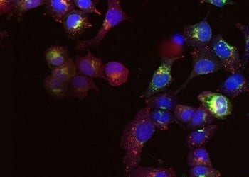 High-content Analysis, HCA | Molecular Devices
