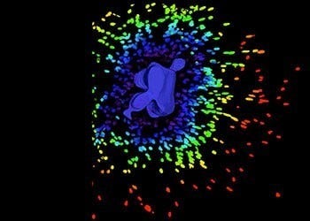 High-content Analysis, HCA | Molecular Devices