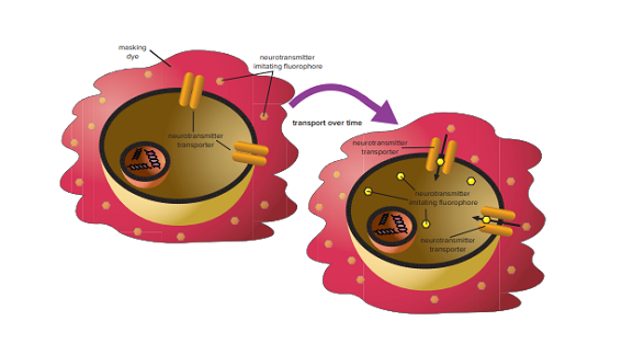 Neurotransmitter Neurotransmitter Release An Overview