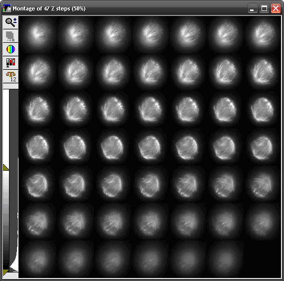 How to create a montage of images