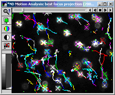 MetaMorph® or MetaXpress®: How to use Multi Dimensional Motion Analysis