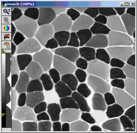 Using the Morphology Filters in the MetaMorph® Software