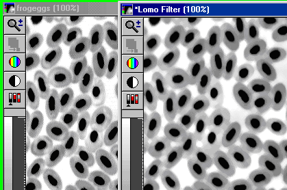 Using the Morphology Filters in the MetaMorph® Software