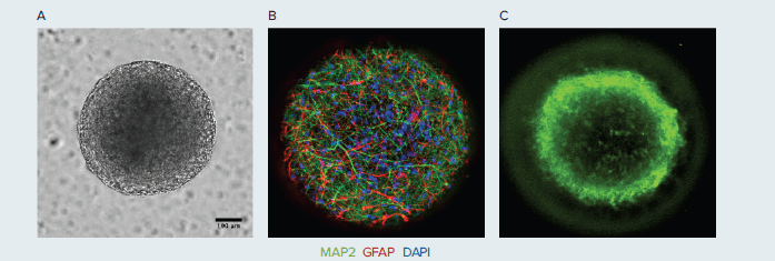 Phenotypic characterization of neuroactive compound effects| Molecular ...