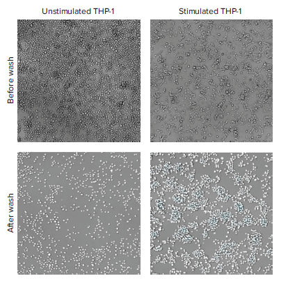 Evaluate anti-inflammatory compounds using a multiparametric THP-1 cell ...