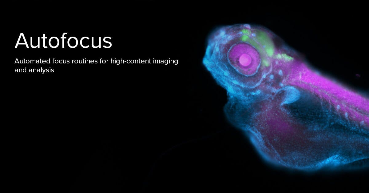 Autofocus, Image-based Autofocus